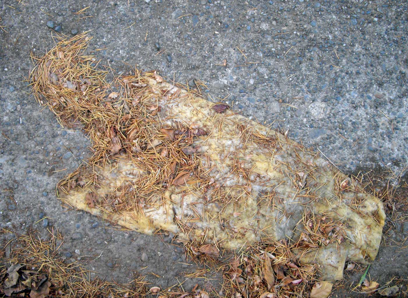 unident-flattened-object-we | Seattle Now & Then