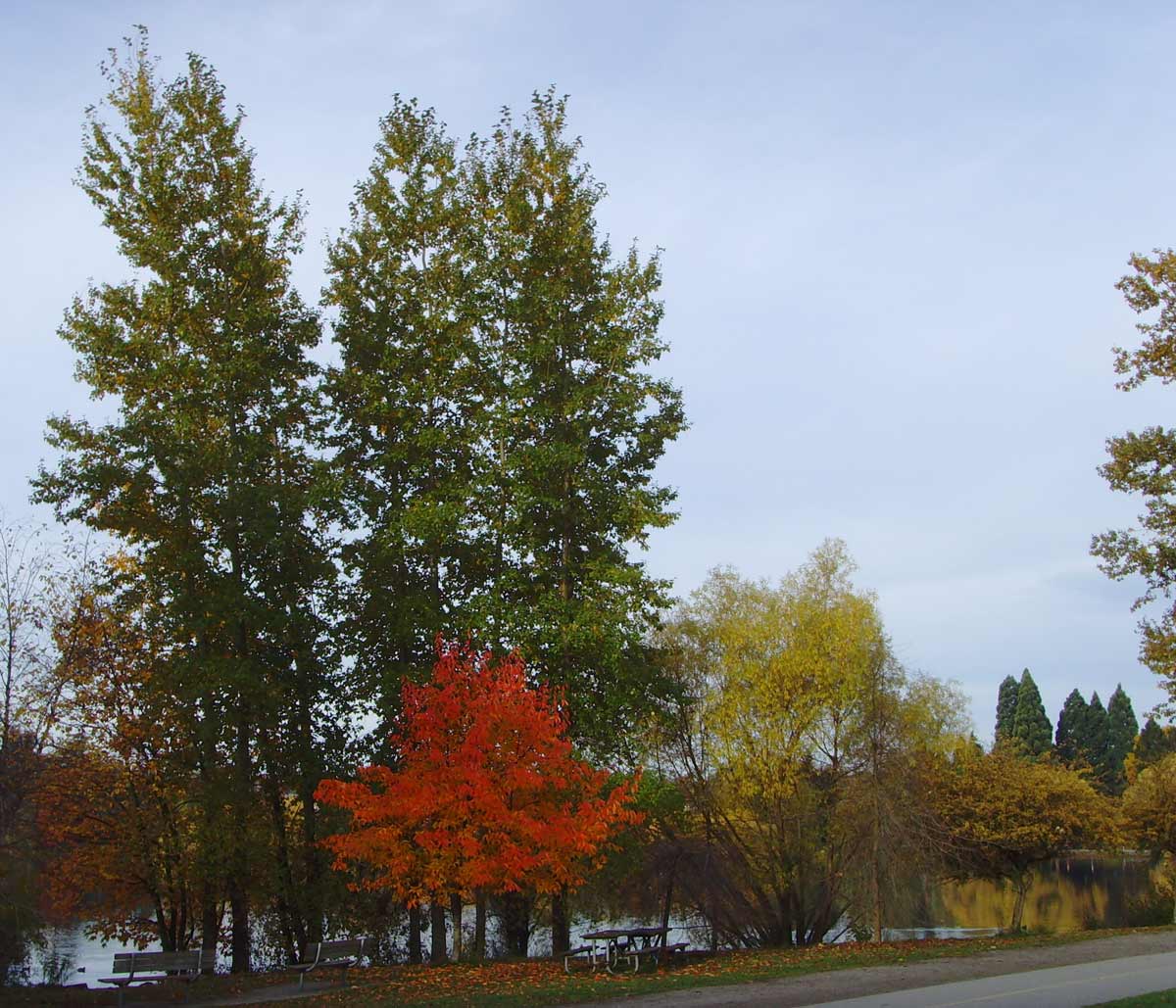 10-red-flame-tree | Seattle Now & Then