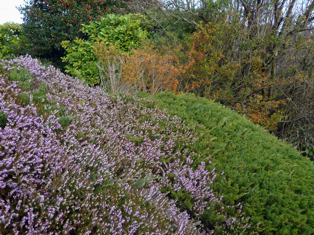 Bushes-42_East-nwC-WEB | Seattle Now & Then