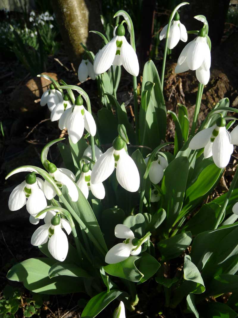 White-Bells-Group-WEB | Seattle Now & Then