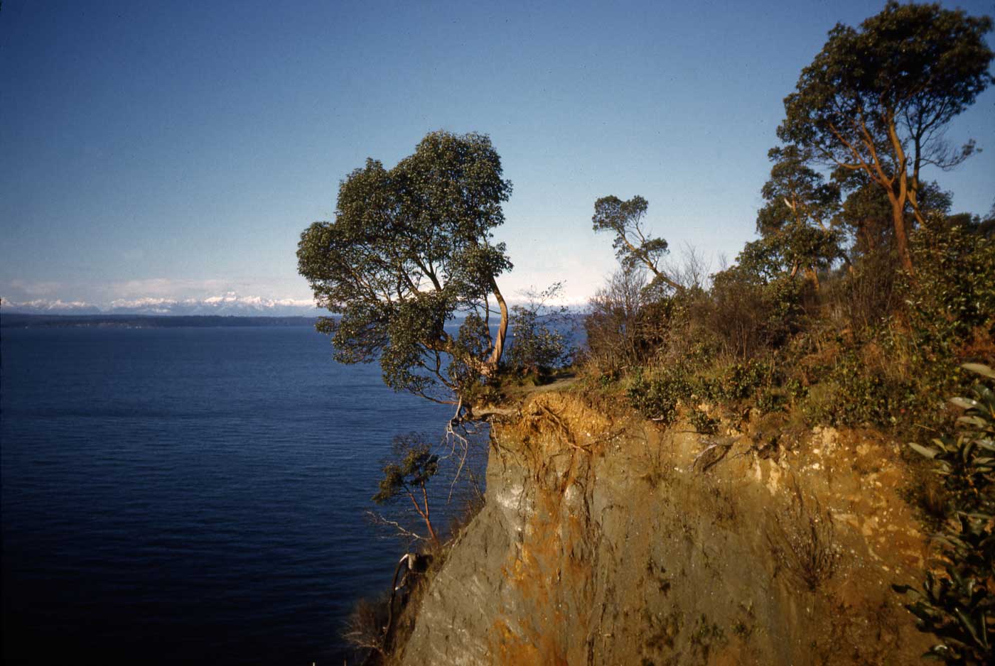 Our Daily Sykes #356 – Periled Madrone | Seattle Now & Then