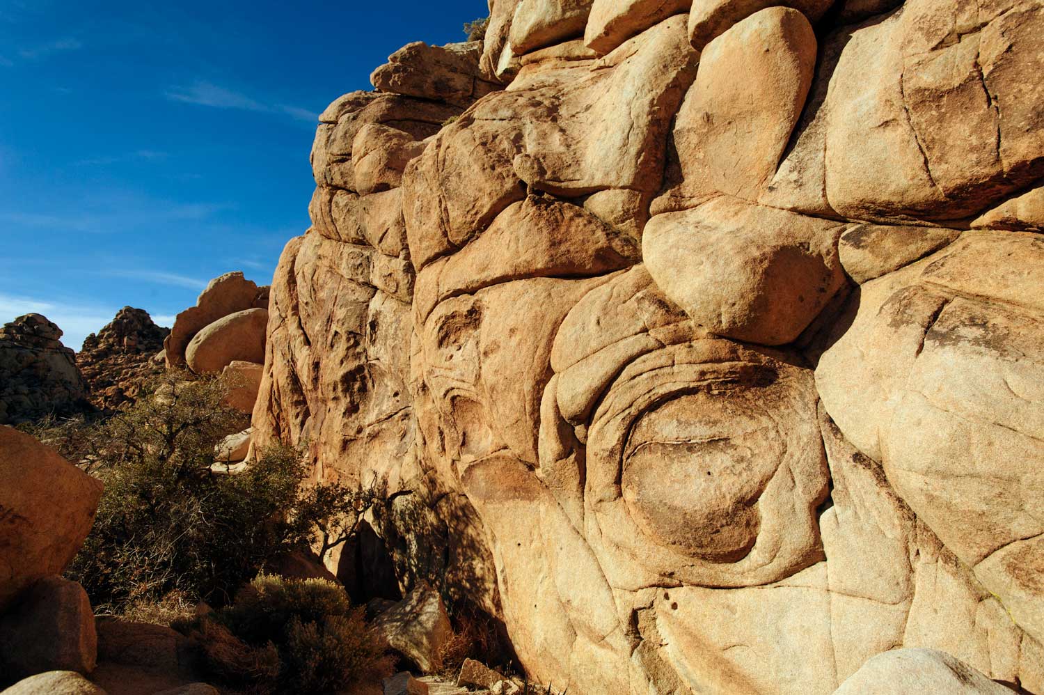 joshua-tree-elephants-eye | Seattle Now & Then